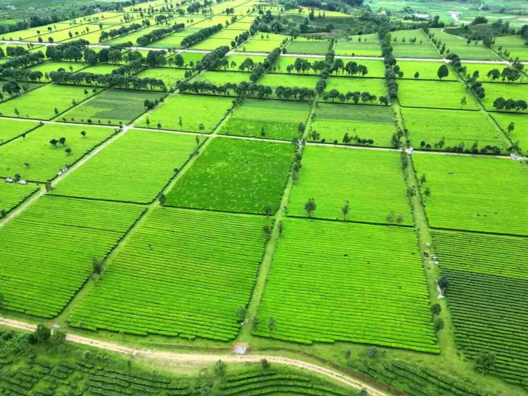 临沧茶的崛起及探索之路_云南看点_社会频道_云南网